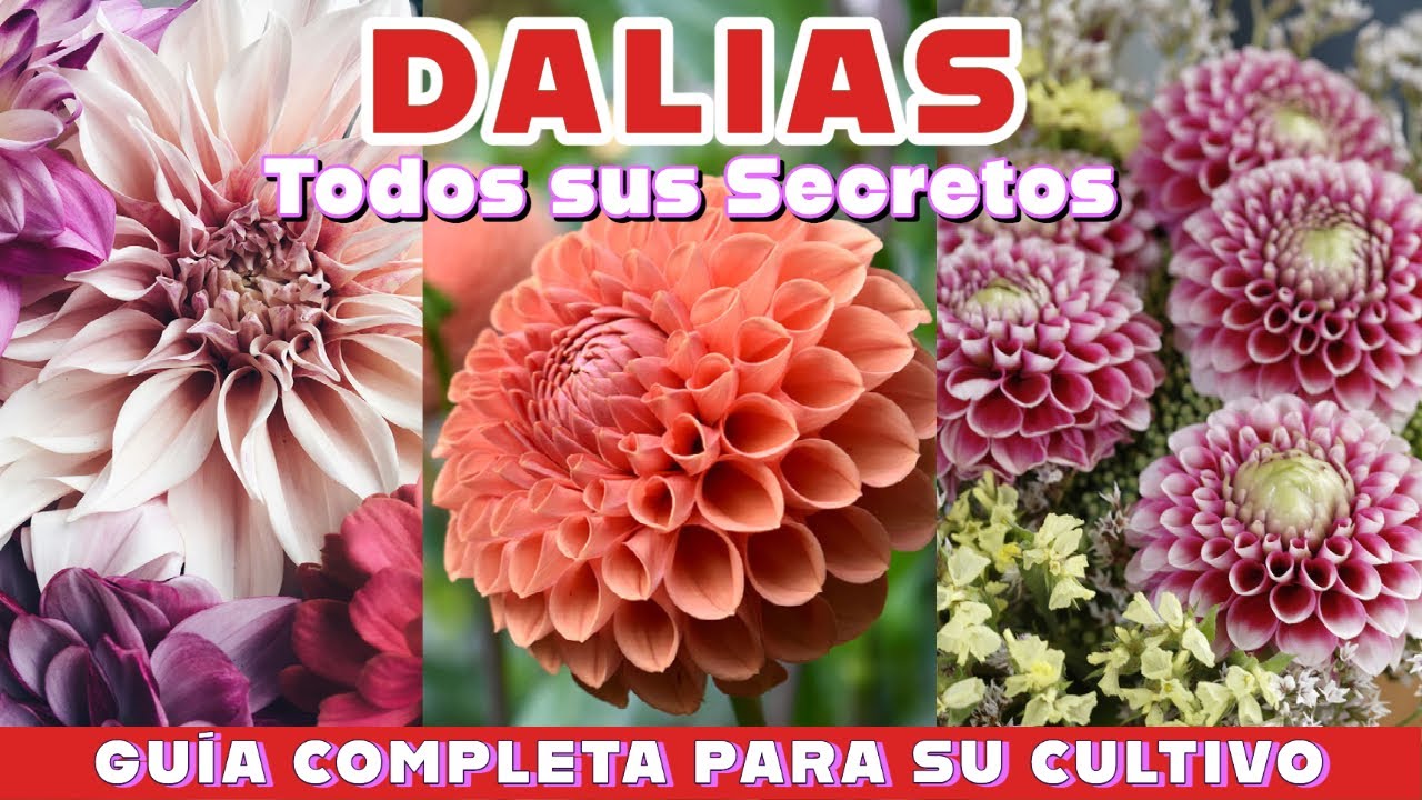 Secretos para tener Dalias perfectas siempre. Guia completa de cultivo de dalias