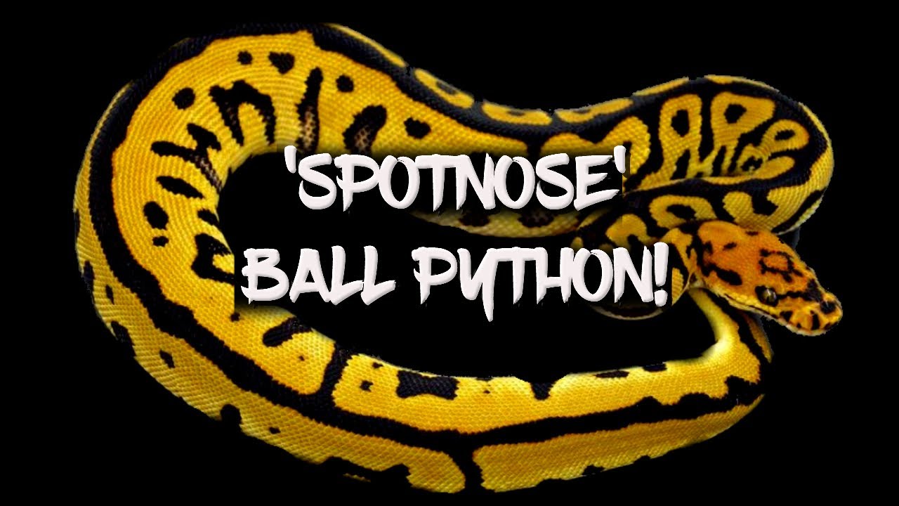 The 'Spotnose' Ball Python Morph!