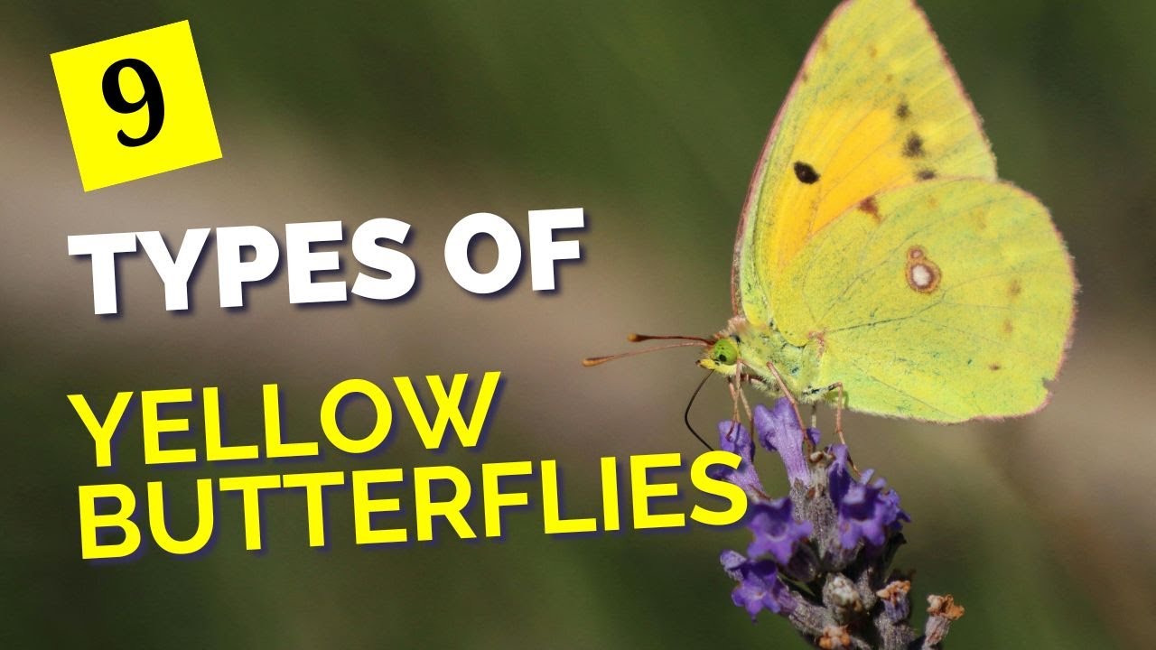 10 types of yellow butterflies to learn about