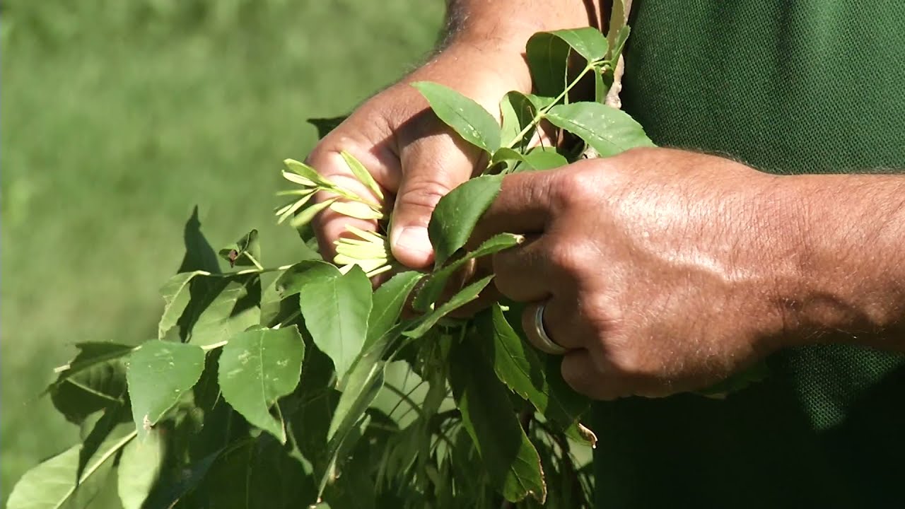 Prairie Yard & Garden: EAB and Marshall's Plan - EAB Characteristics
