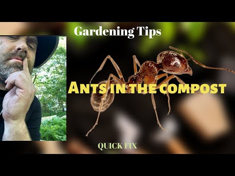 Ants in the Compost - Quick Fix