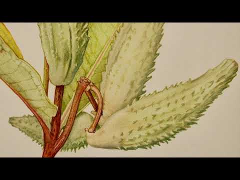 Botanical Art Worldwide: America's Flora