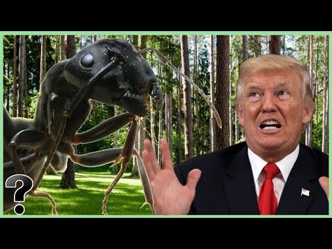 Et si les fourmis mesuraient 3 mètres de haut ?