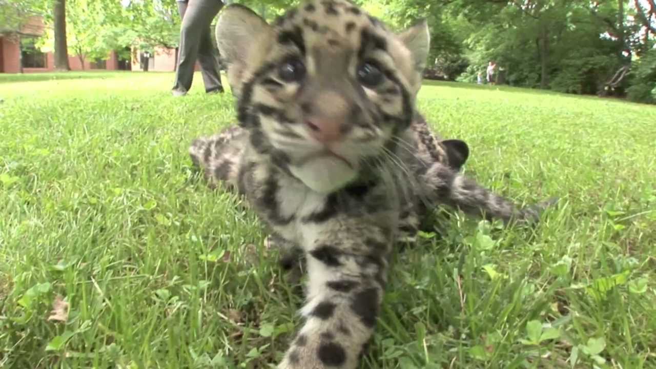 Update - Newborn Clouded Leopard Cubs - 2 month old