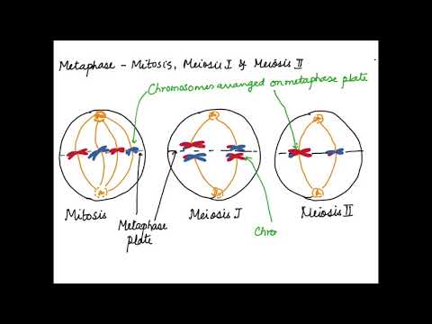 METAPHASE OF MITOSIS, MEIOSIS I, AND MEIOSIS II DIFFERENCE.11 CBSE/ISC- NEET