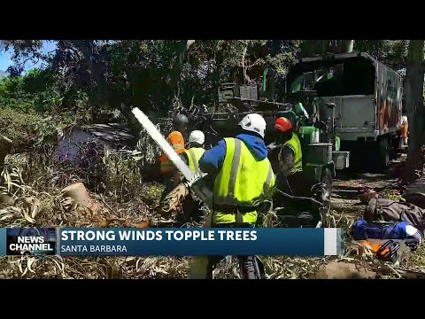 FALLING TREES I 6PM SHOW