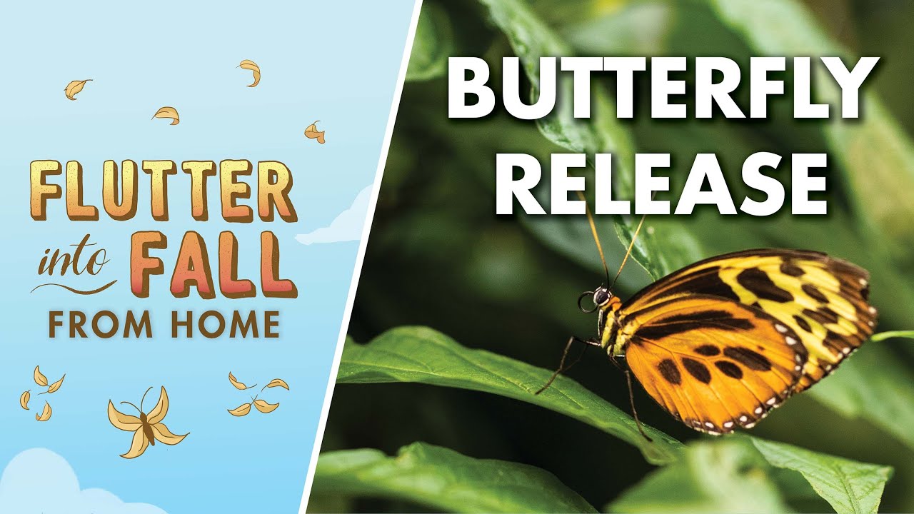 First Flight Butterfly Release | Flutter into Fall from Home