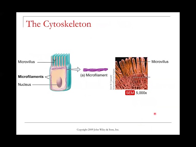 Understanding Cytoplasm: The Intricate World Inside Cells | Galaxy.ai