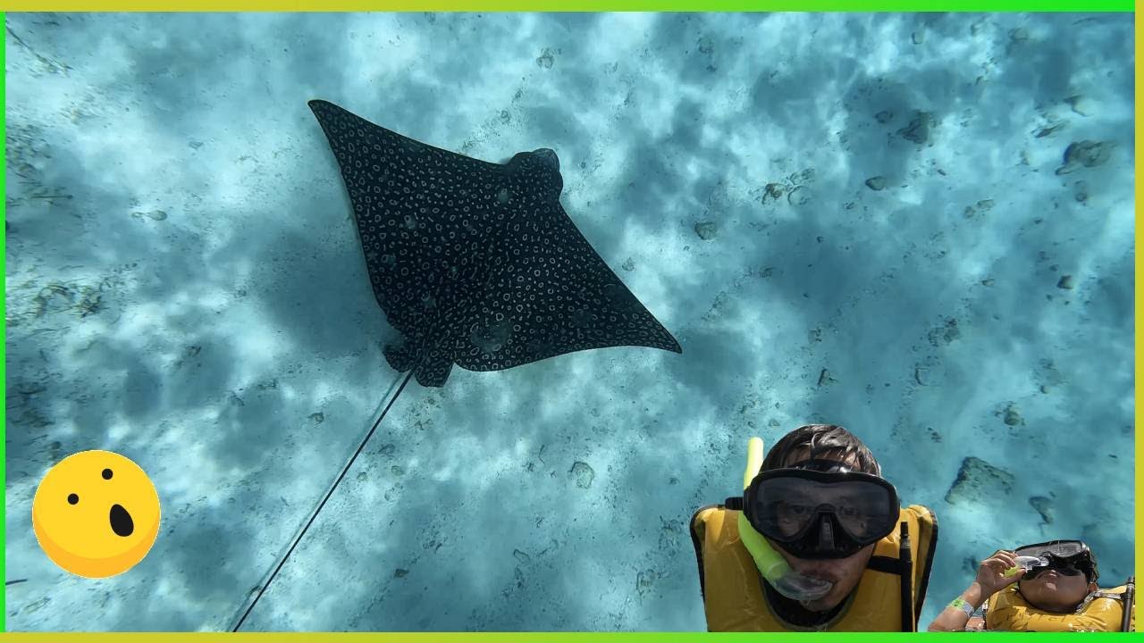 NADAMOS con MANTARRAYAS - COZUMEL