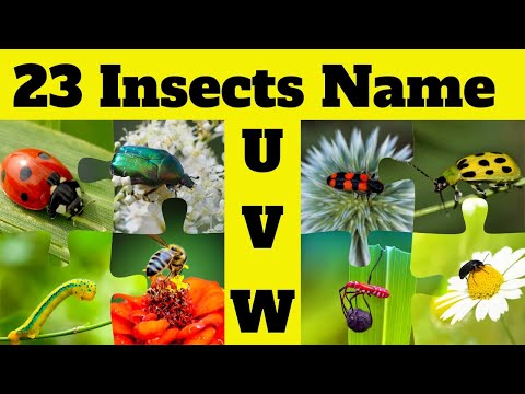 Insects and Bugs Vocabulary ππ| 23 Insect Names Start with Letter U, V & W | Education with Insects