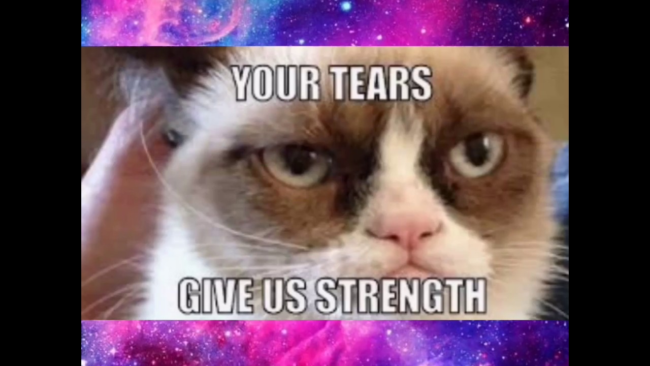 Funniest grumpy cat memes 😂 clean