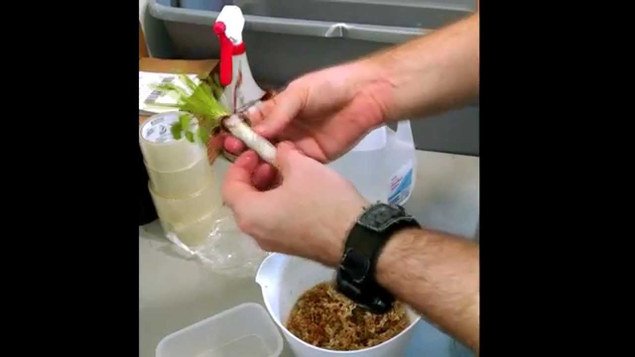 Venus Flytrap Care Instructions| Joel's Carnivorous Plants