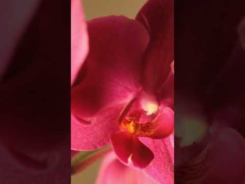 Orchid Morphology-Unraveling the Fascinating Secrets of Their Floral Charm and Reproductive Strategi