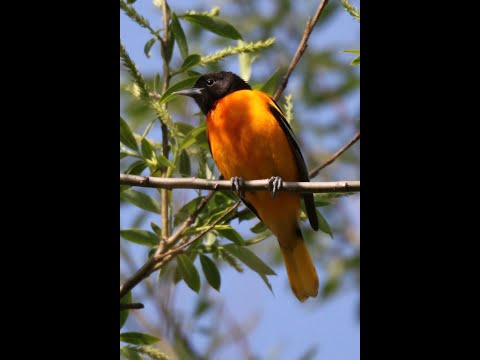 Intro to eBird (Part 1): What is eBird? - Backyard Naturalist Lecture Series