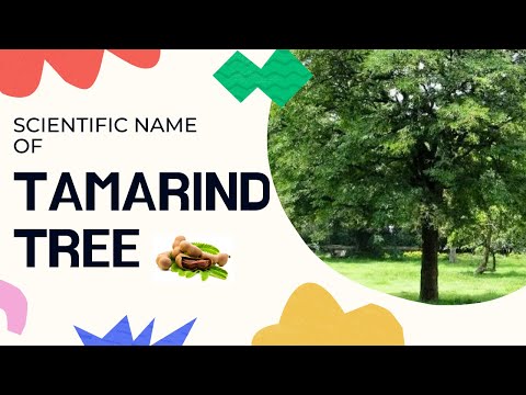 TAMARIND TREE | Scientific Name