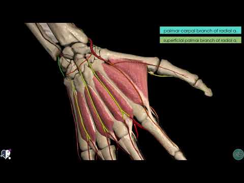 Anatomy #MedicoLover 13 Upper Limb Arteries Hand and Wrist 3D Anatomy Tutorial