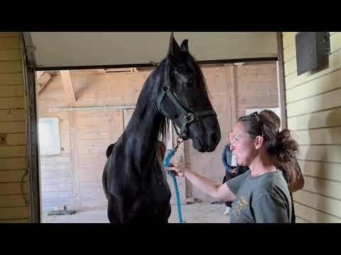 The Friesians arrival, June 2025