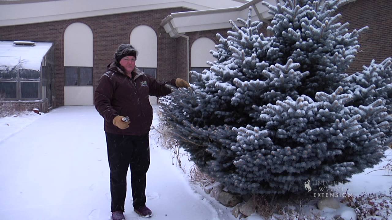 Pruning for Sidewalk Clearance | From the Ground Up