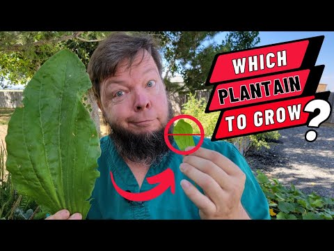 The Best Plantain Species For Your Medicinal Garden