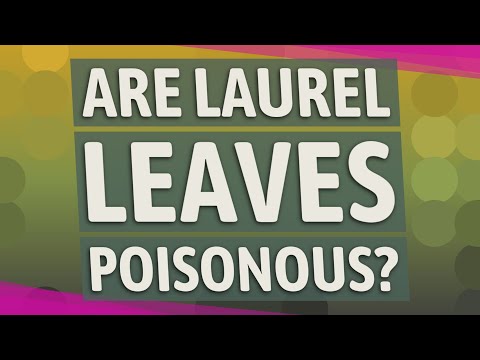Are laurel leaves poisonous?