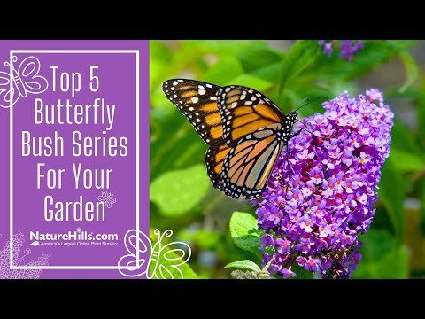 Top 5 Butterfly Bushes For Your Garden | NatureHills.com
