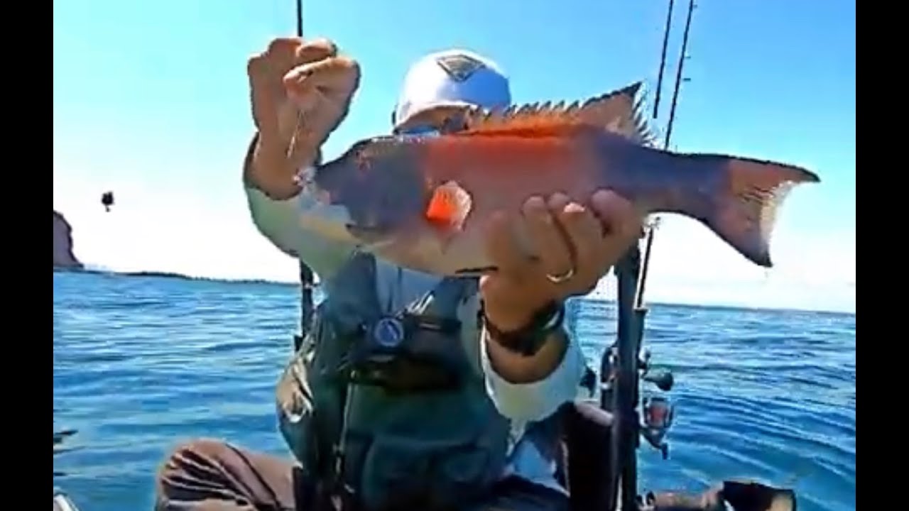 Catch More California Sheephead - Use the Carolina Rig!