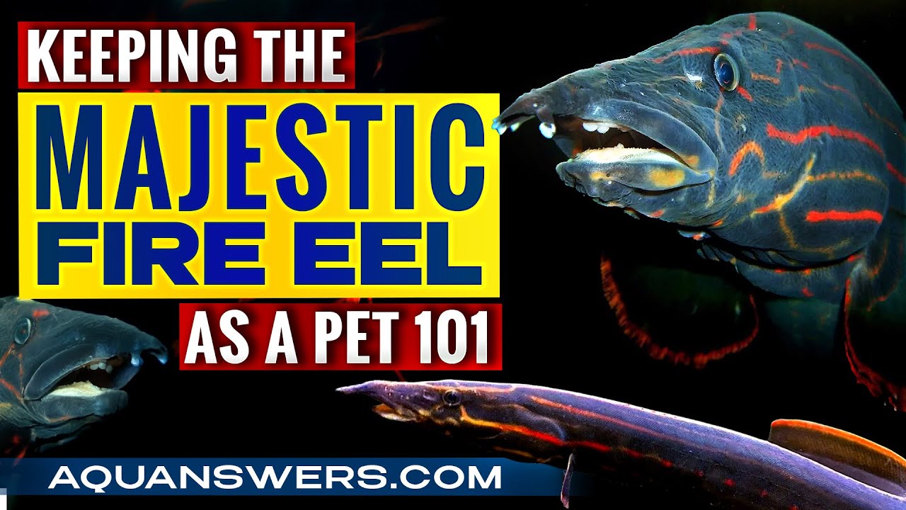 Fire Eel Care Guide: Everything You Need to Know About Mastacembelus erythrotaenia