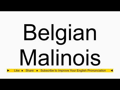 How to pronounce Belgian Malinois