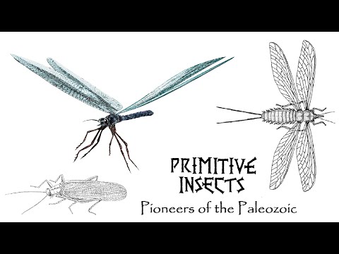 PRIMITIVE INSECTS: Pioneers of the Paleozoic