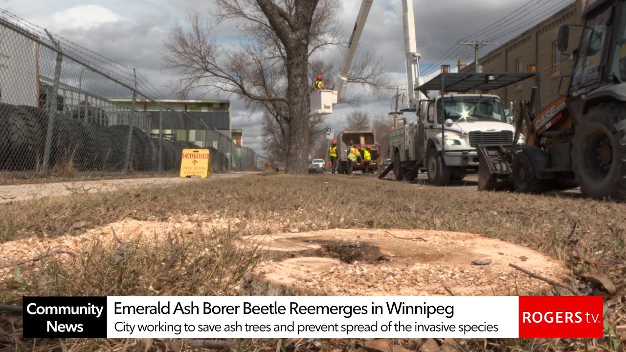 Emerald Ash Borer Beetle Reemerges in Winnipeg | Rogers tv