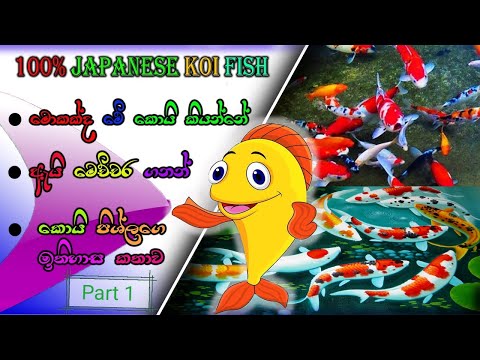 Koi tsu aqua first video part 1