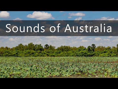 The sounds of a billabong in Australia's top end