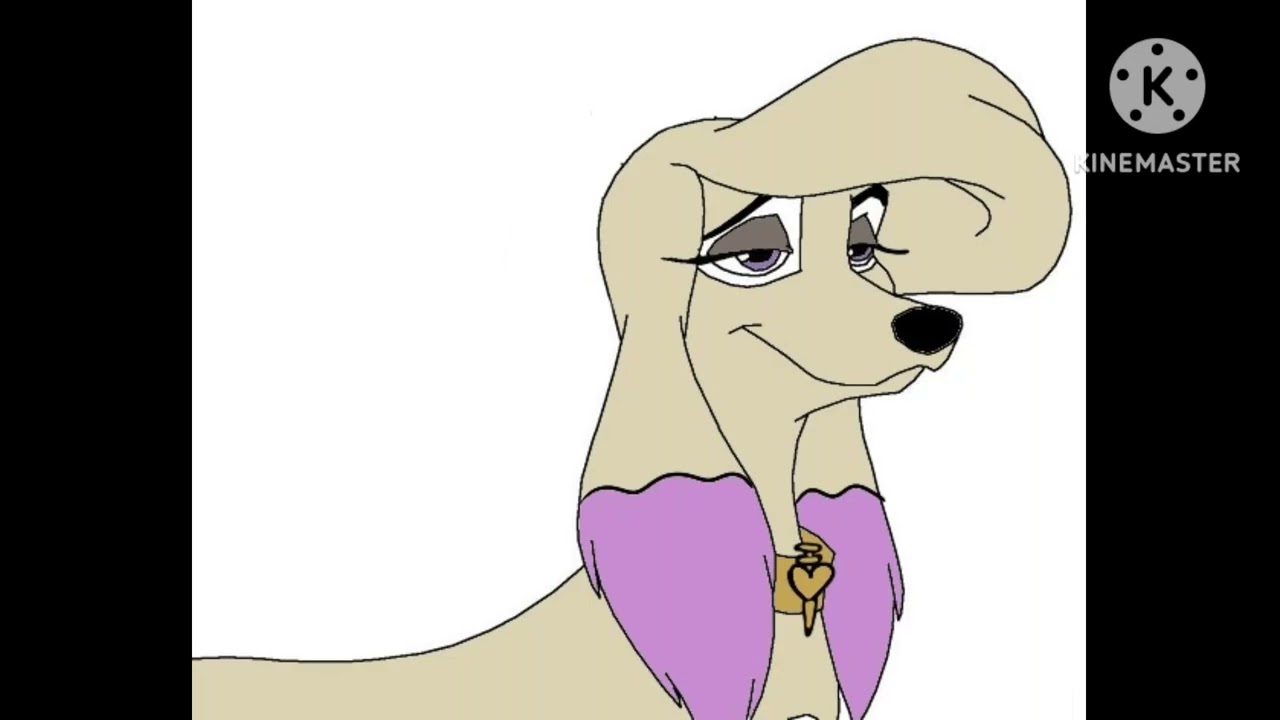 Saluki Vil Schoenheit