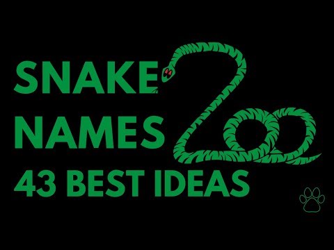 Snake Names - 43 BEST Ideas!!! | Names