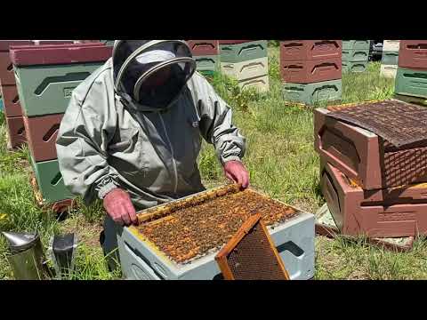 π Choosing frames to remove from the brood box during honeybee spring management Orara Valley Honey
