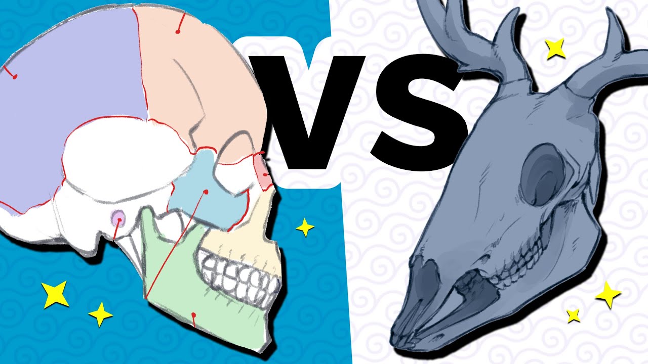 Drawing Skull Anatomy: Humans VS Animals