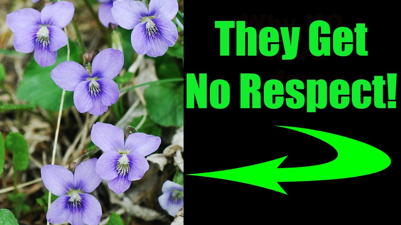 6 Reasons Why You Should LOVE Native Violets!