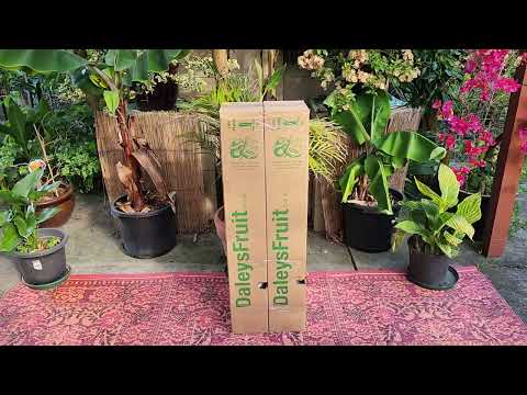 Unboxing 2X New Custard Apple Varieties In Late Summer