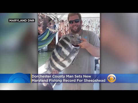 Daniel Mastronardi, Jr. Sets New Maryland Fishing Record For Sheepshead