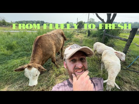 Shear Madness! Flooded Garden | Sheep Shearing & Herd Checks Day on the Homestead