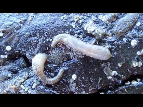 Peanut worms! – Notes from a California naturalist