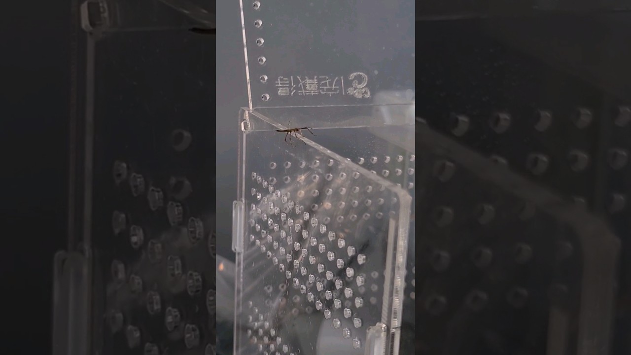 I present houdini the beat stick insect escape artist