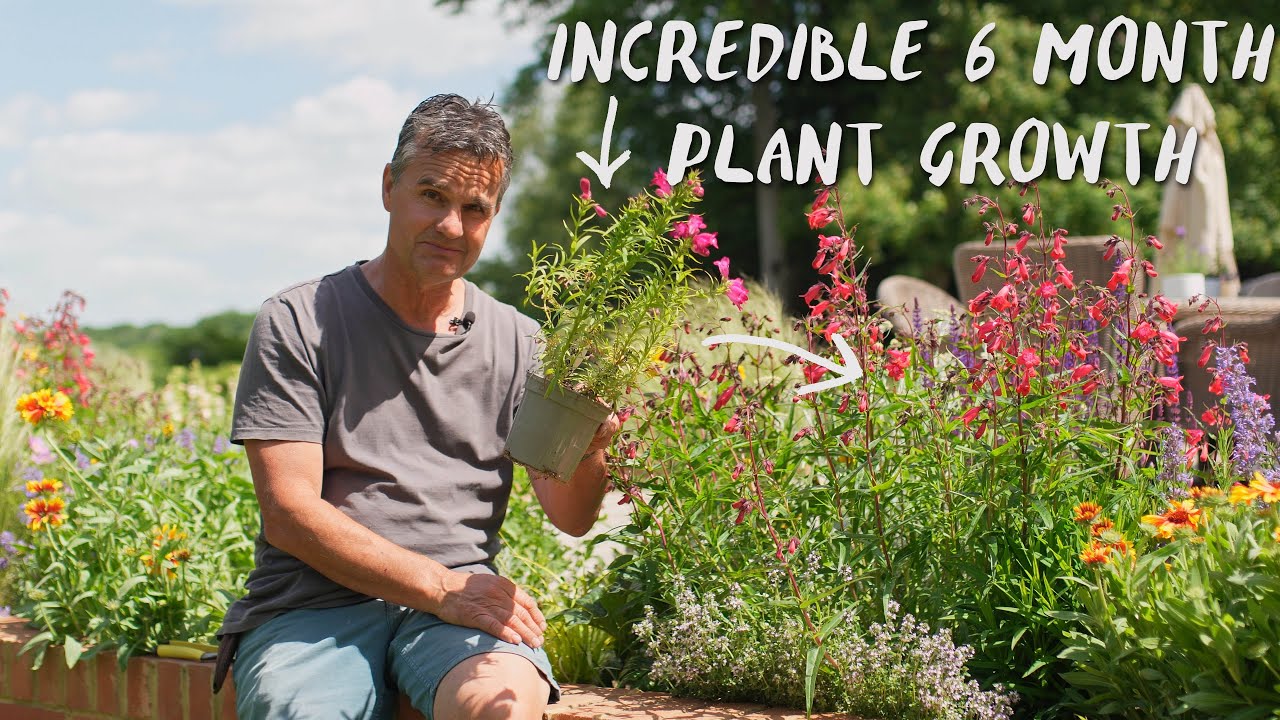 Amazing 6 month growth! Garden On A Roll Wildlife Border / Pollinators / Flowering Perennials