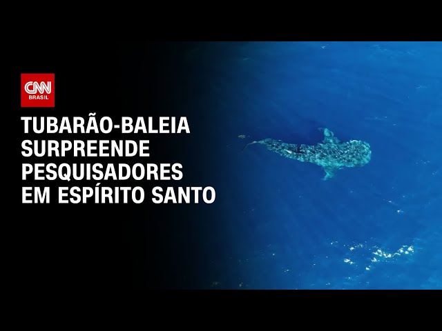 Maior peixe do mundo é visto no Espírito Santo pela 2ª vez; veja vídeo ...