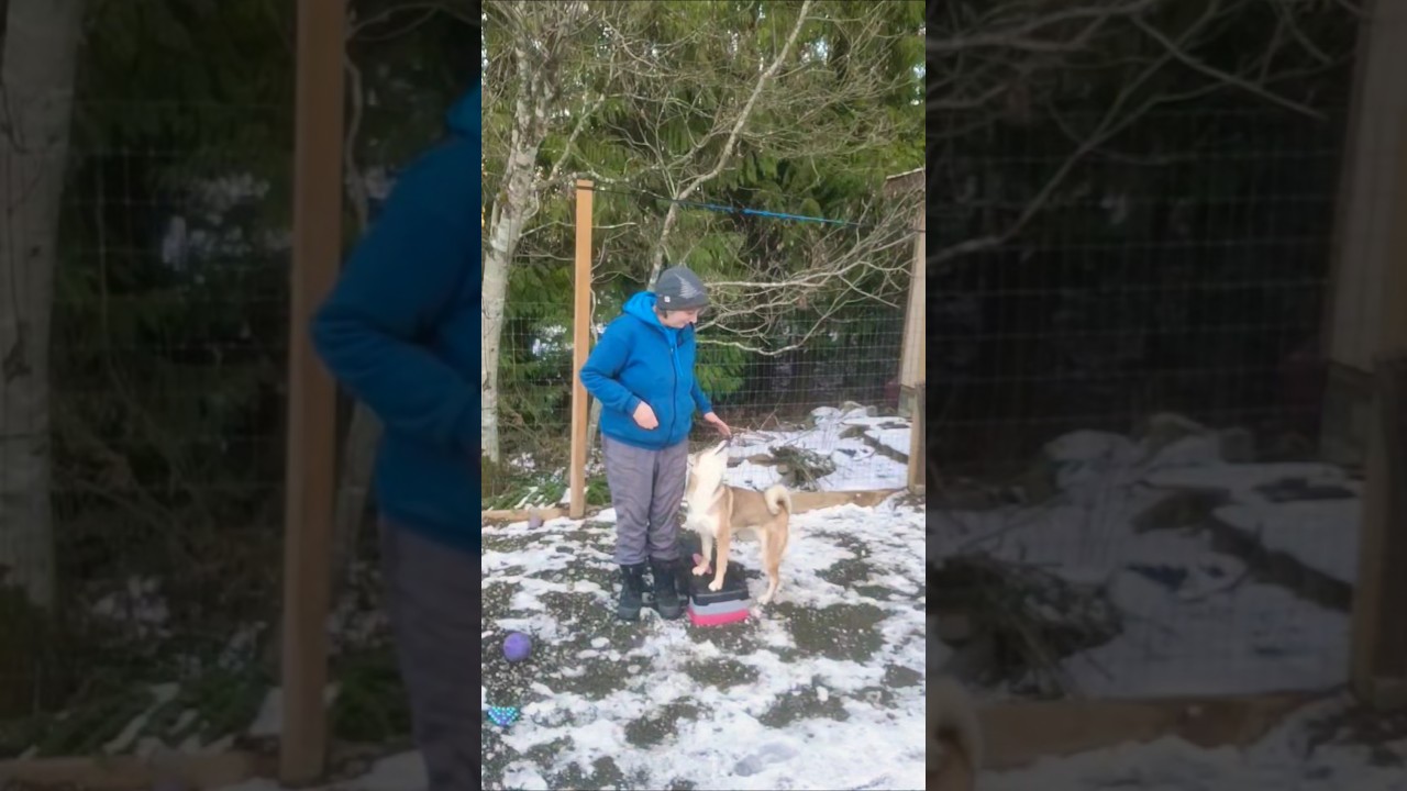 Platform Pivot Heel #shikoku #obedience #basics