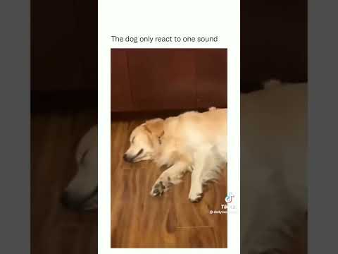 No reaction until… 😂 #funnydogs #shorts #relaxmydog #funny #dogs