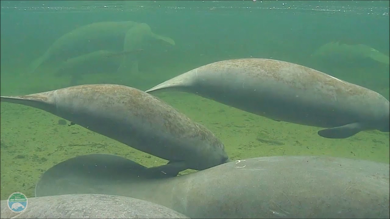 60+ Live Webcams for Virtual Office Backgrounds ...