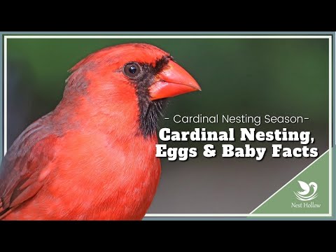 Cardinal Nesting, Breeding and Baby Facts (Northern Cardinal Nesting Season)