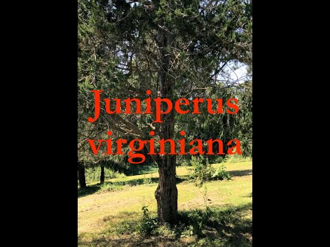 It's NOT a Native or even a true Cedar ! It is a Juniper; Juniperus virginiana #woodworking #wood