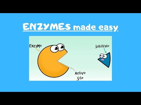 National 5/GCSE Enzymes Made Easy: Part 1